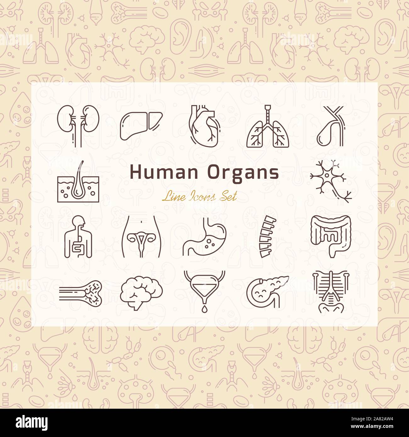 Set of vector icons of internal human organs in a linear style isolated ...