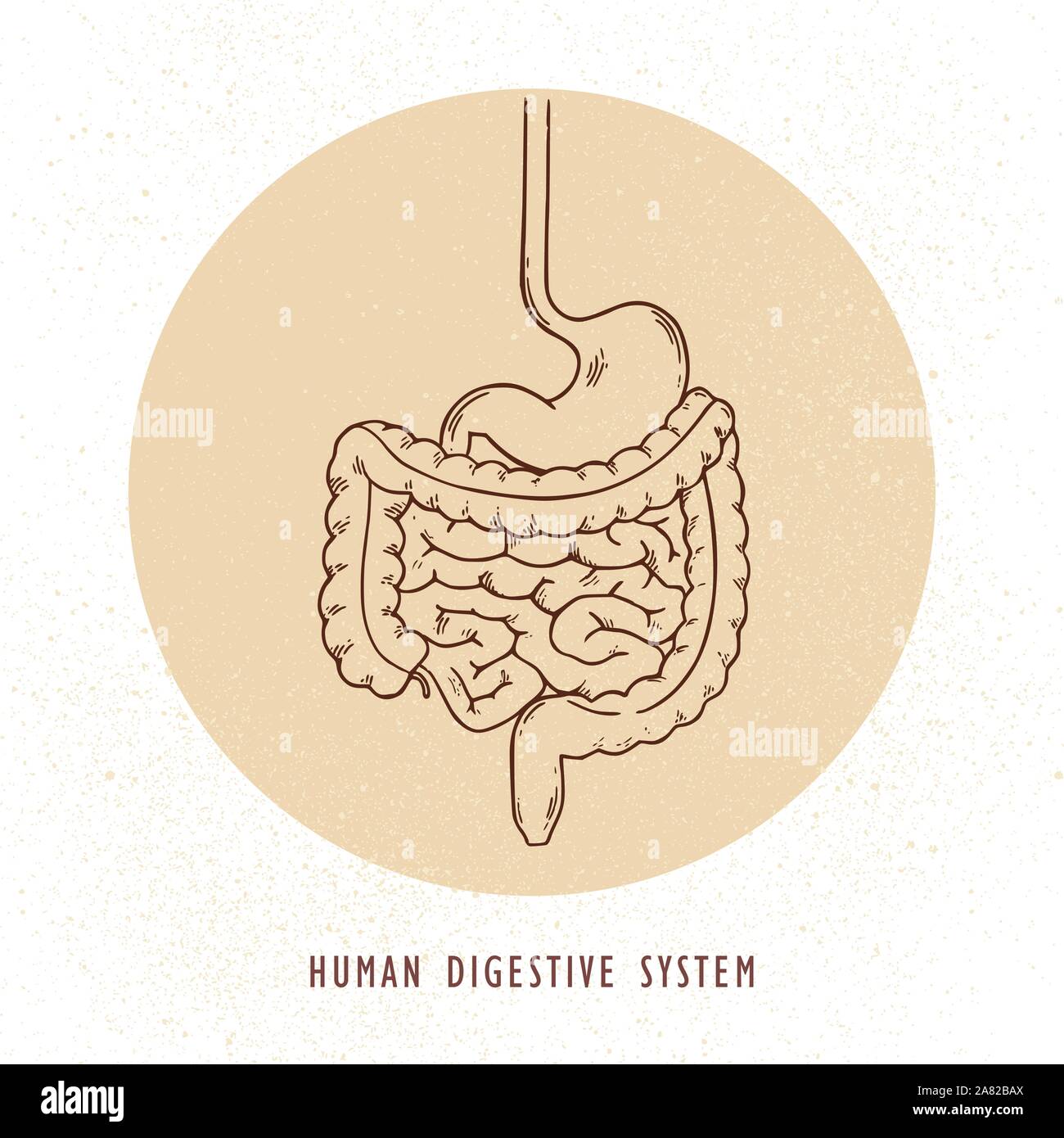 Vector Illustration Of Human Digestive System For Kids Vector