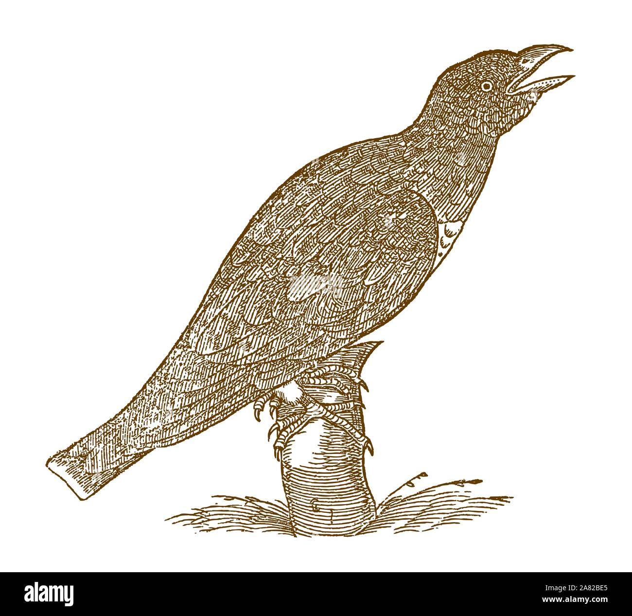 Singing common cuckoo (cuculus canorus) sitting on a tree trunk ...