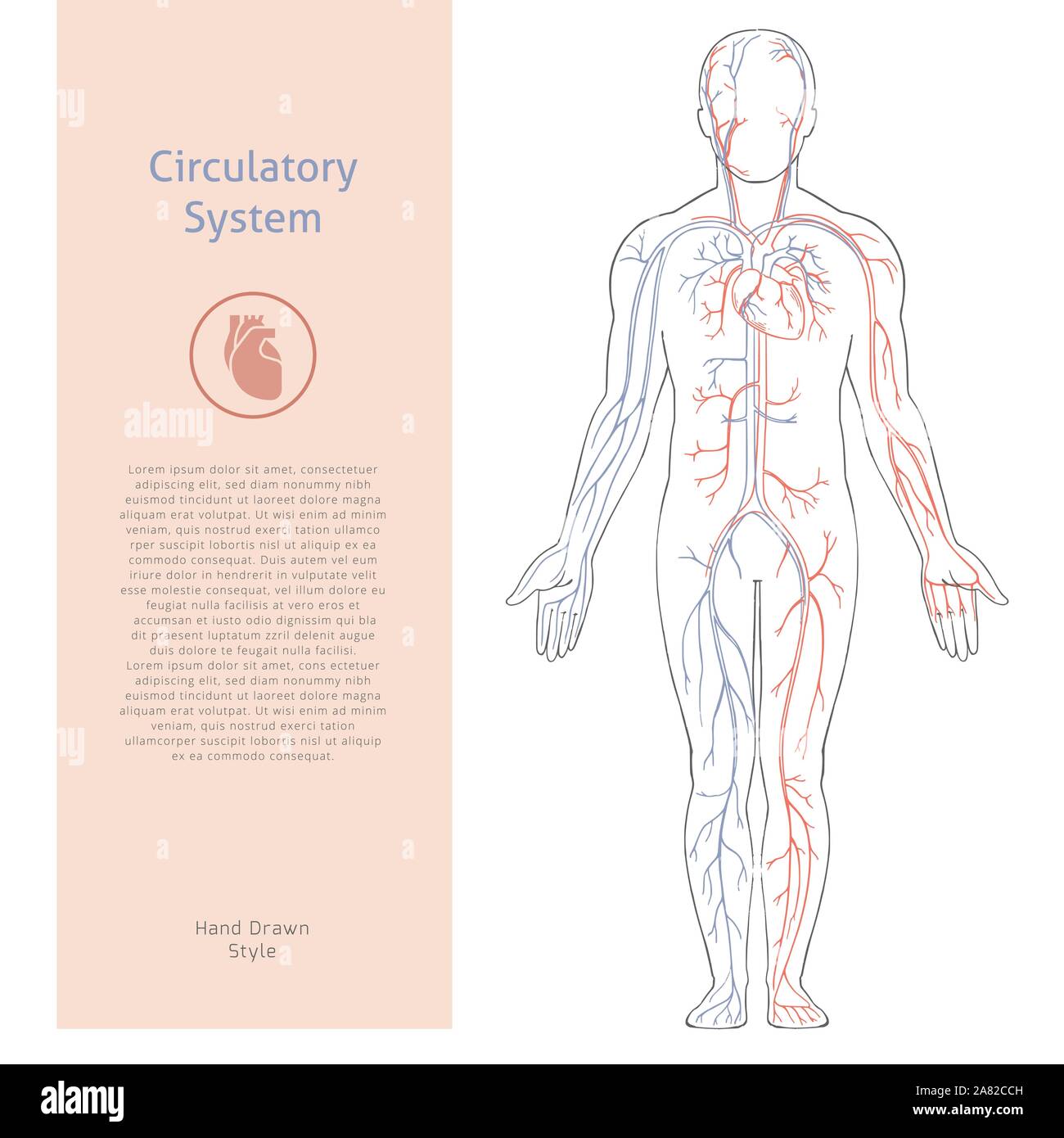 Vector banner template with human circulatory system drawn in retro ...