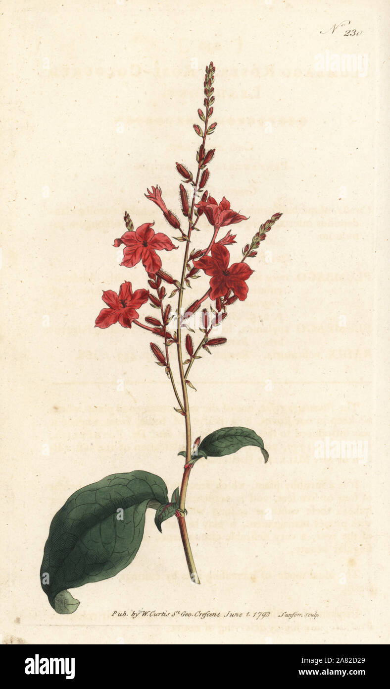 Rose coloured leadwort hi-res stock photography and images - Alamy