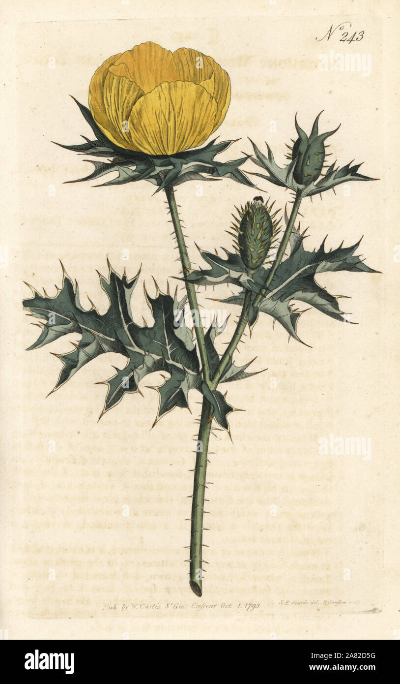 Mexican Argemone High Resolution Stock Photography and Images - Alamy