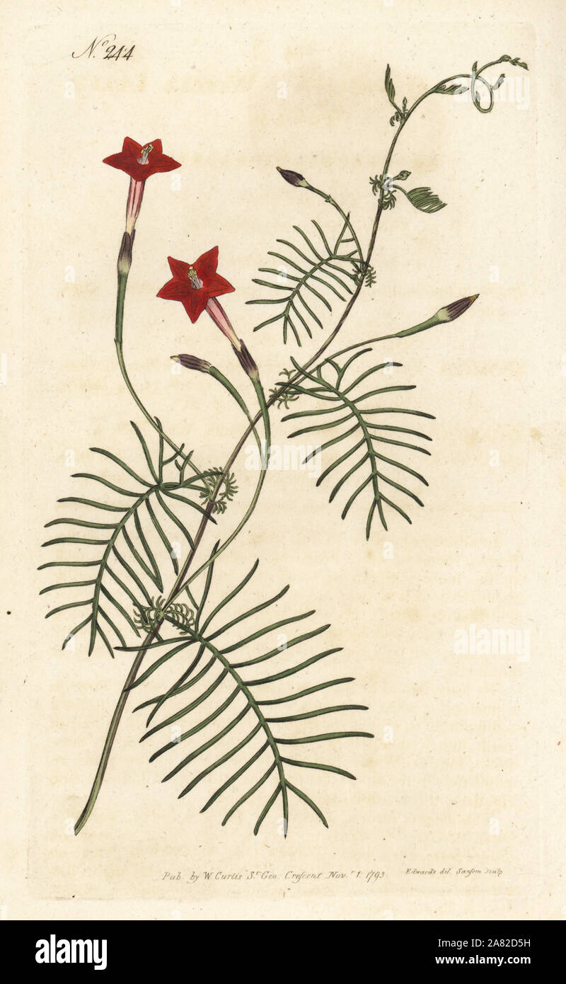 Cypress Flower Drawing