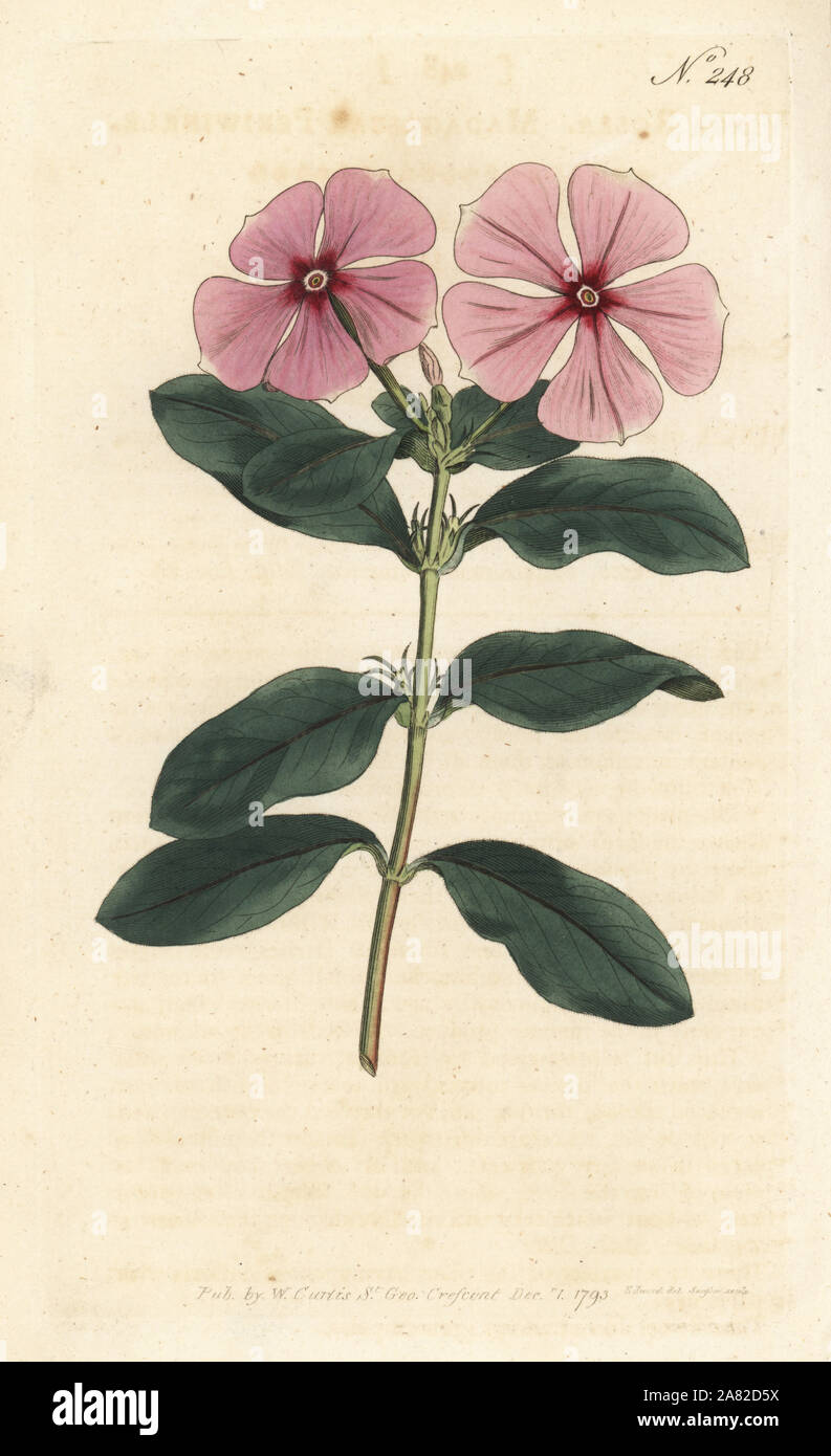 Vinca Rosea Whole Plant