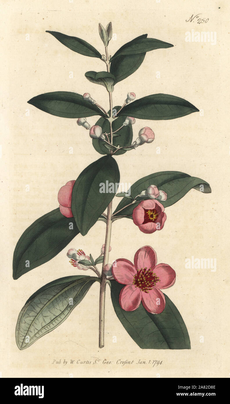 Rose myrtle, Rhodomyrtus tomentosa (Woolly-leaved myrtle, Myrtus ...