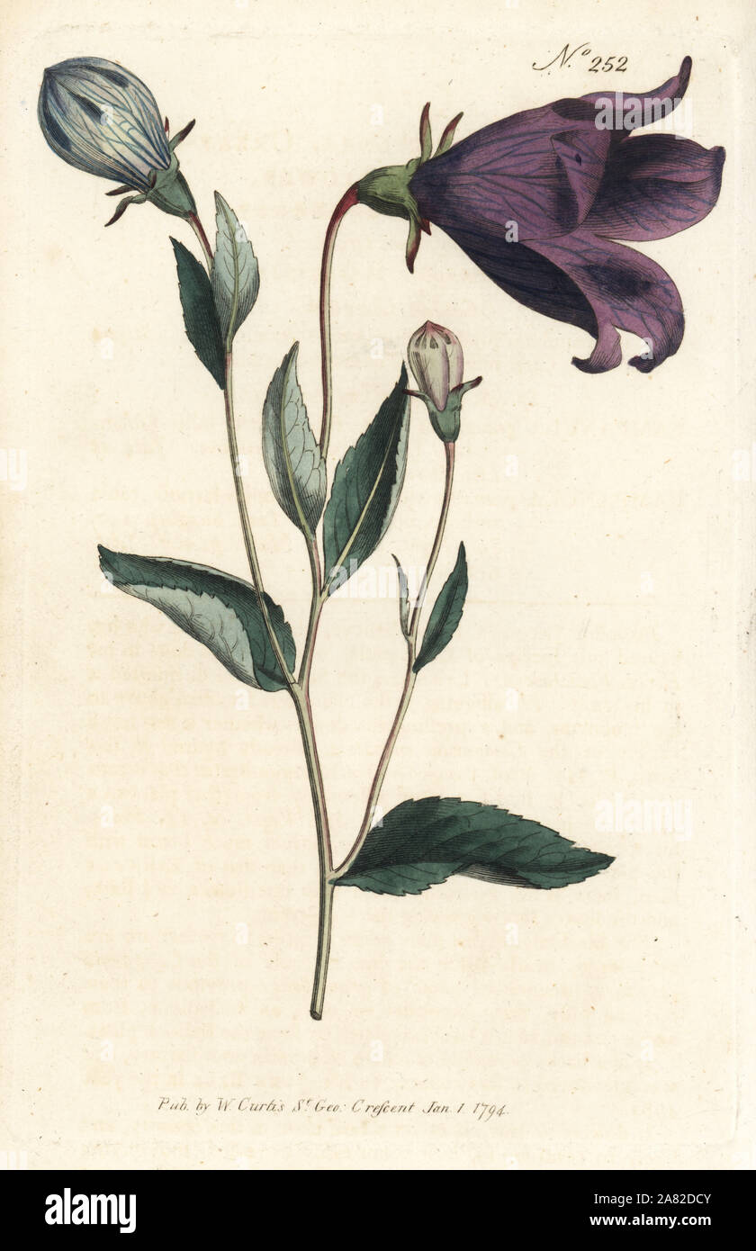 Balloon flower, Platycodon grandiflorus (Great-flowered bellflower ...