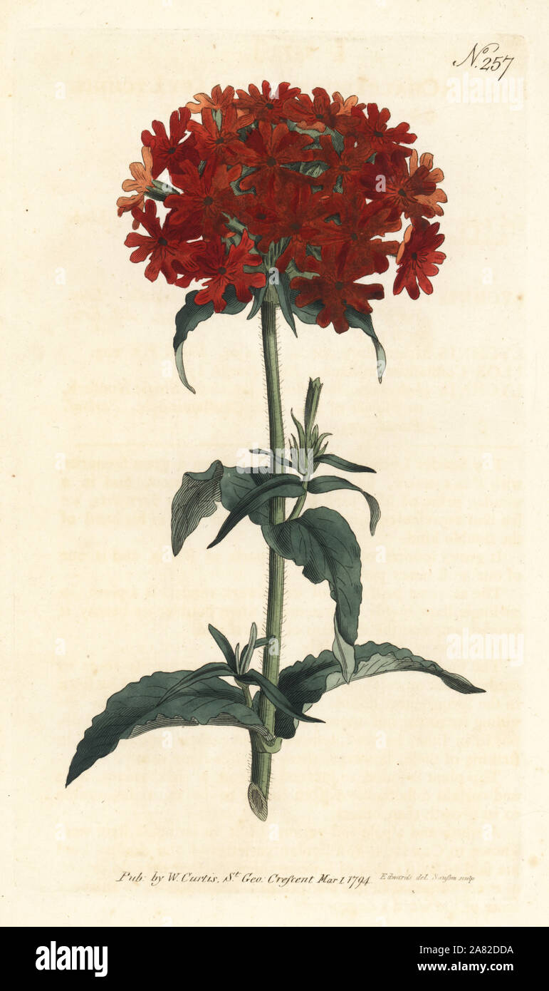 Scarlet lychnis hi-res stock photography and images - Alamy