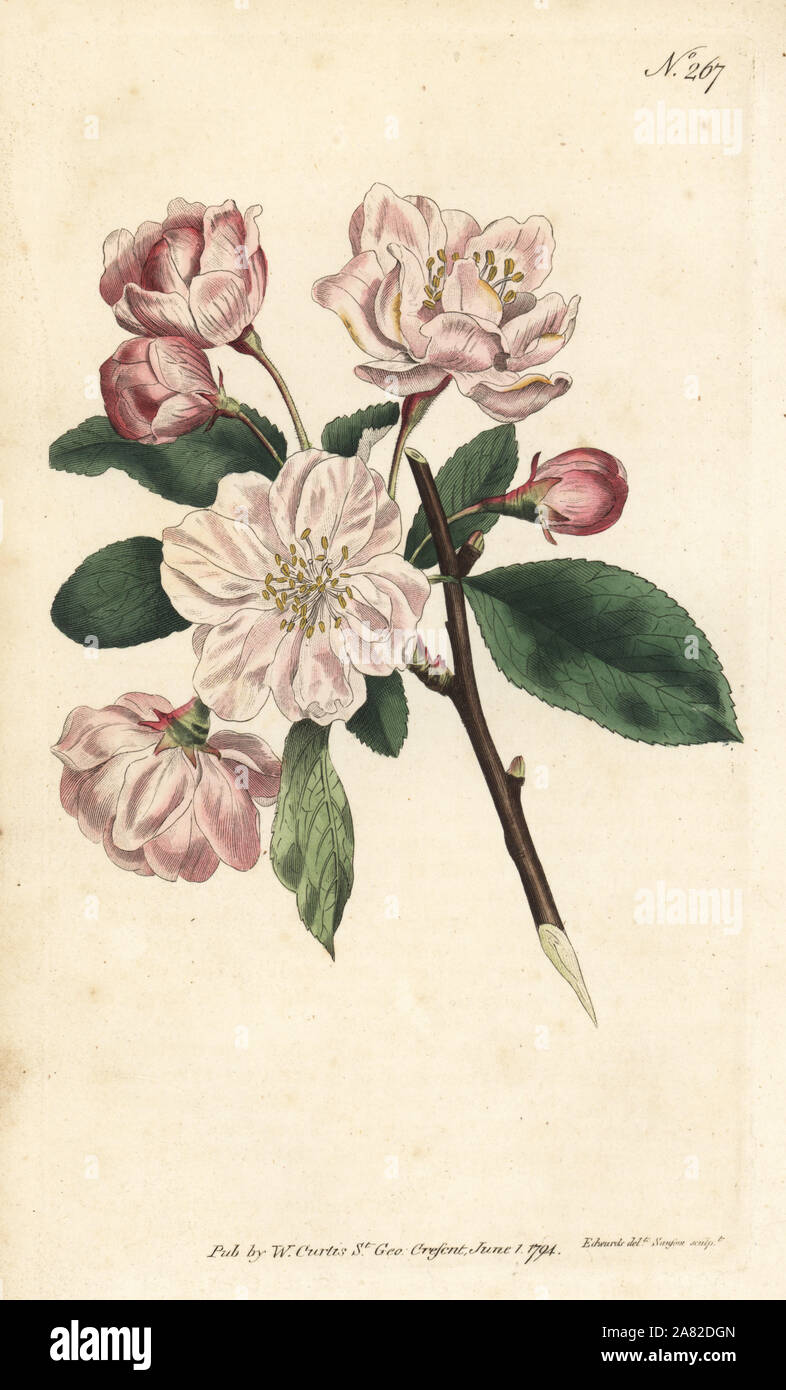 Apple Tree Botanical Illustration High Resolution Stock Photography and ...