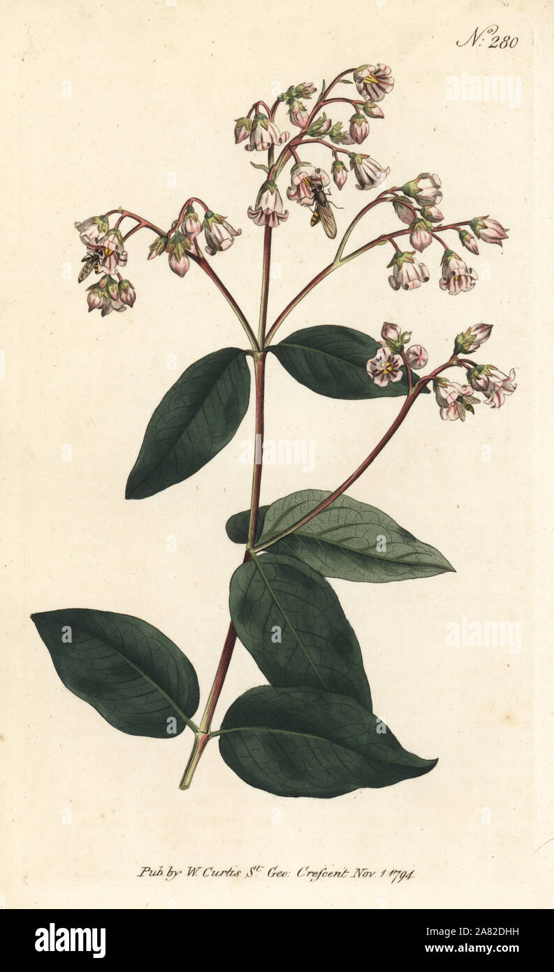 Apocynum Androsaemifolium
