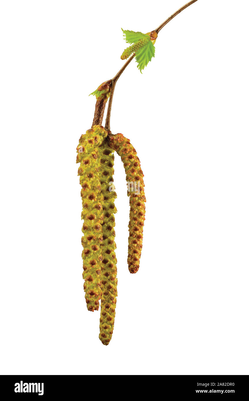 Birch tree catkin twig, betula pendula ament stem macro closeup detail, young spring catkins ...