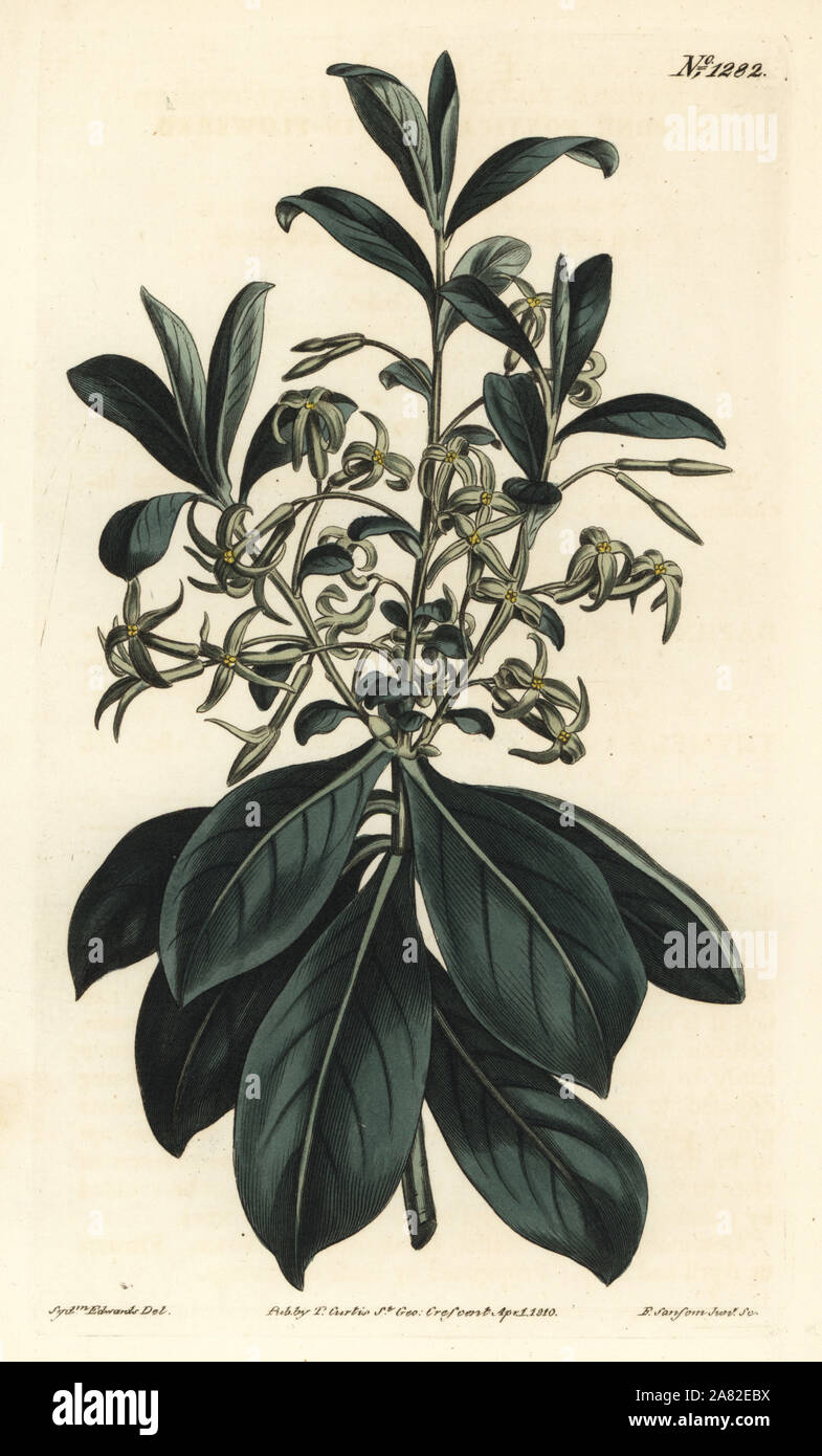 Twin-flowered daphne, Daphne pontica. Handcoloured copperplate ...