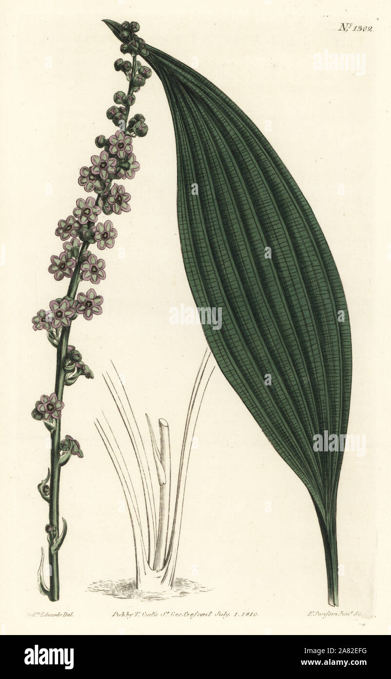 Green-flowered teta, Peliosanthes teta. Handcoloured copperplate ...