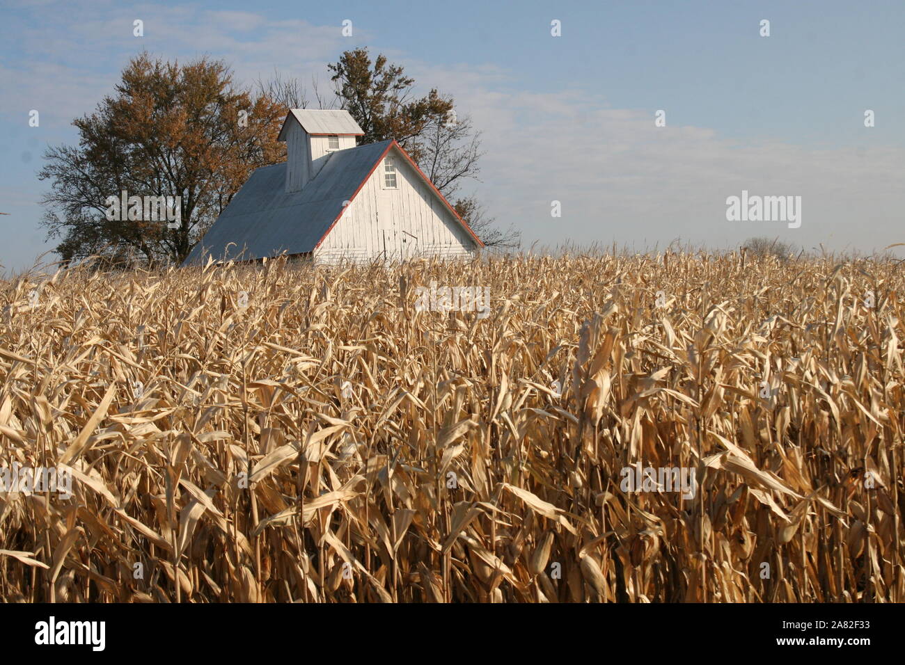Corn field barn hi-res stock photography and images - Alamy
