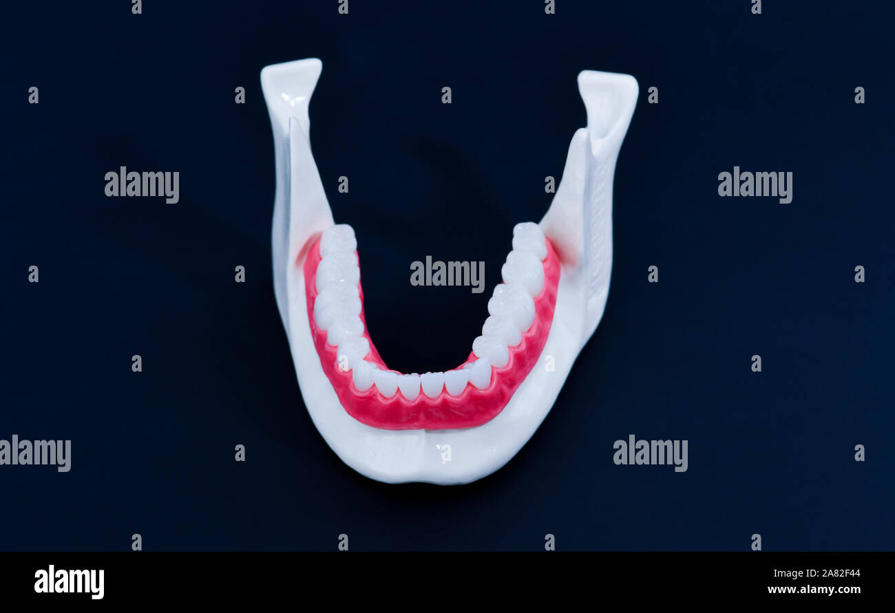 Lower human jaw with teeth and gums anatomy model medical illustration ...