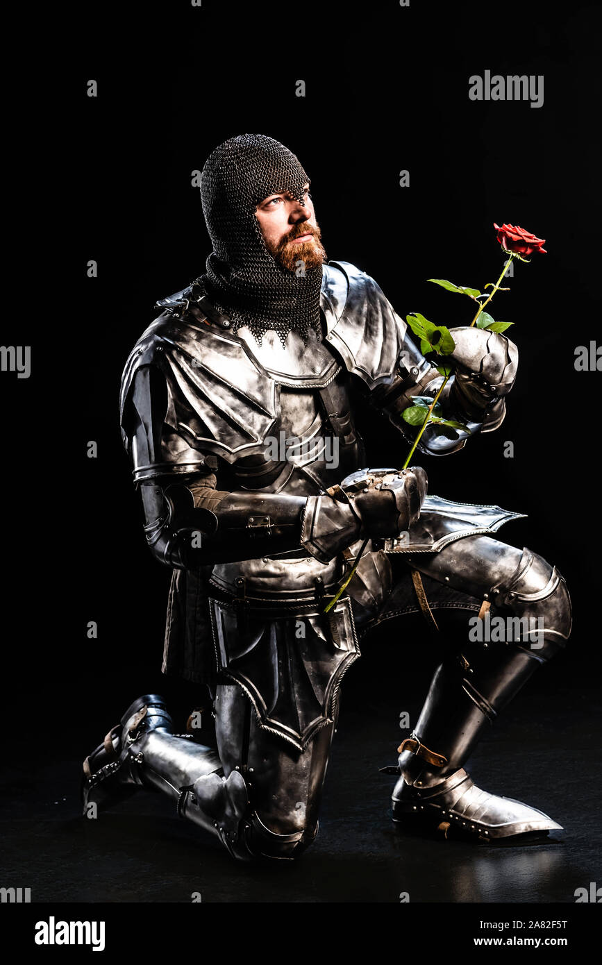 handsome knight in armor holding rose and bend knee on black background ...