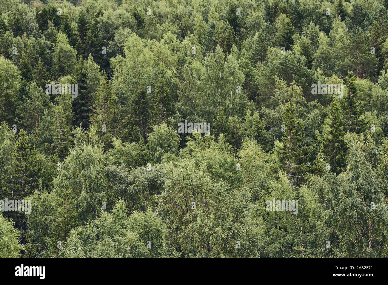Beautiful green boreal forest in Finland, photographed in summer, matte ...