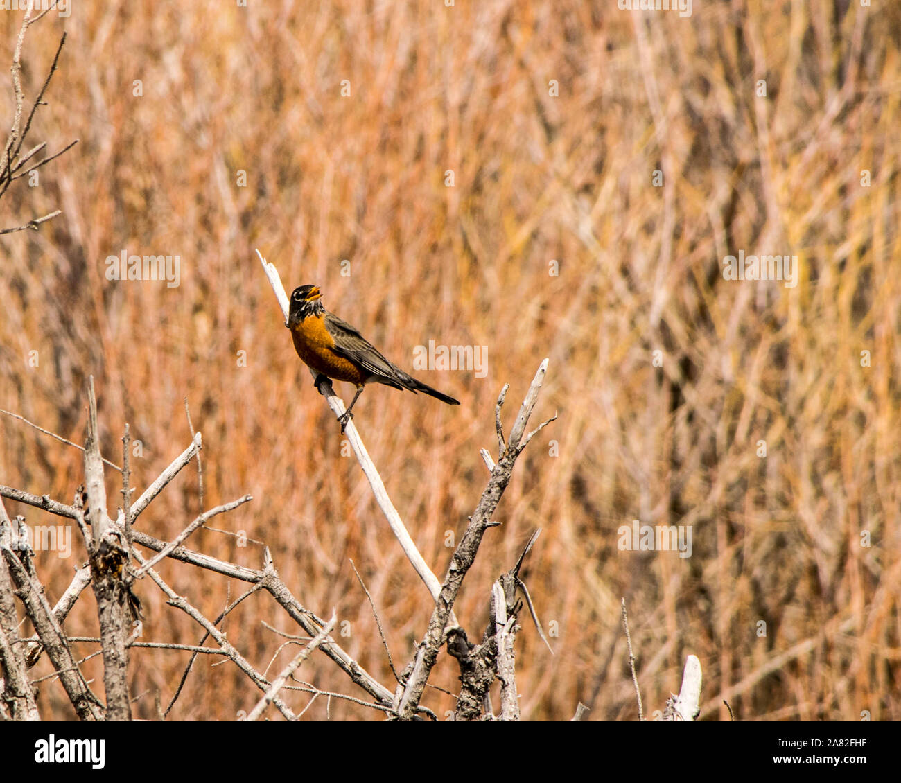 Red breasted robin hi-res stock photography and images - Alamy