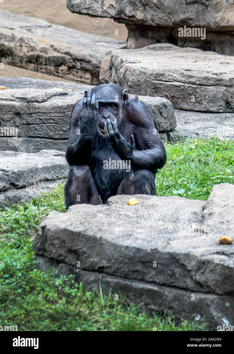 big chimp makes a funny hand gesture as he sits in his habitat Stock ...