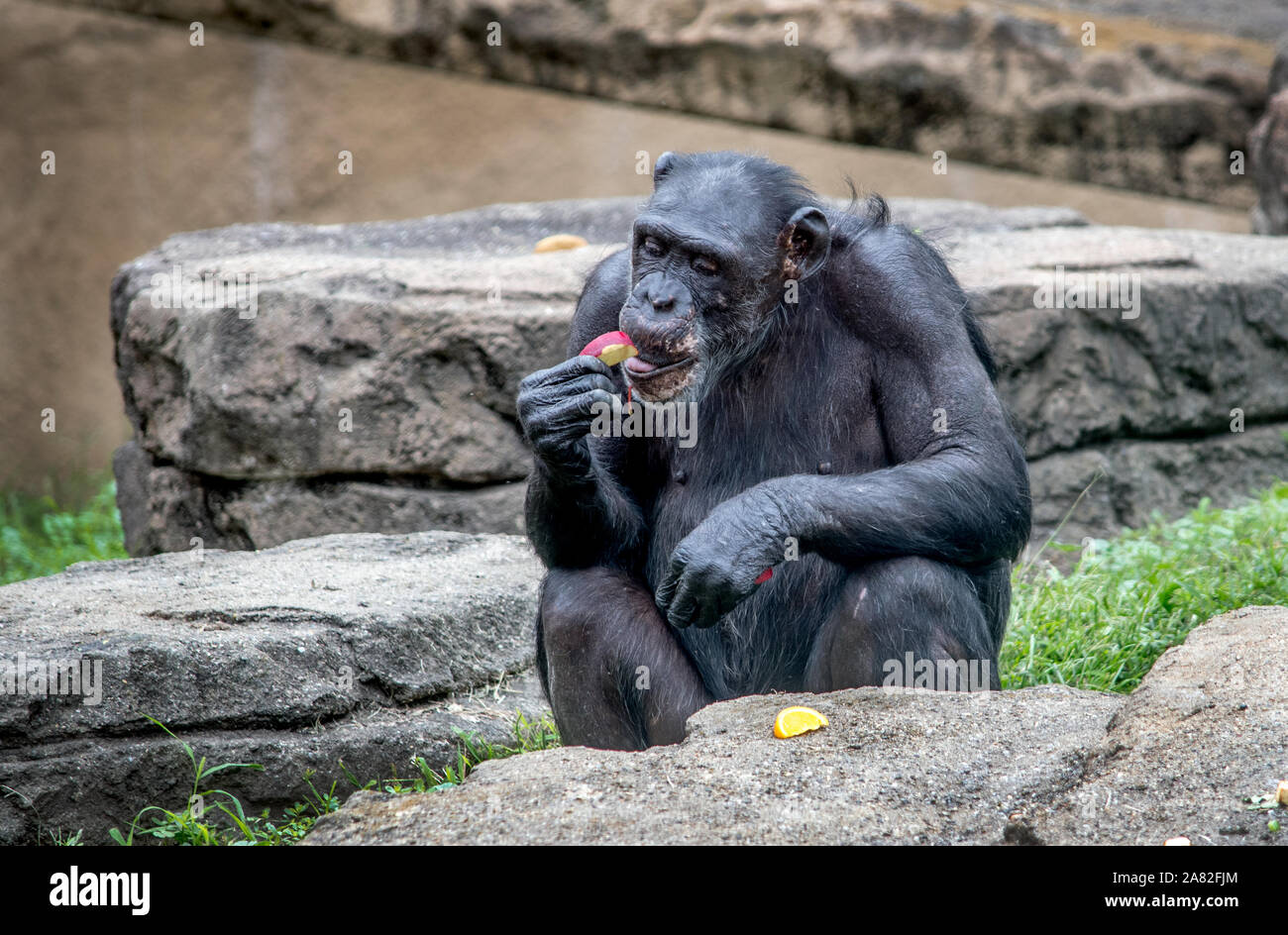 chimpanzee munches on fruit Stock Photo - Alamy