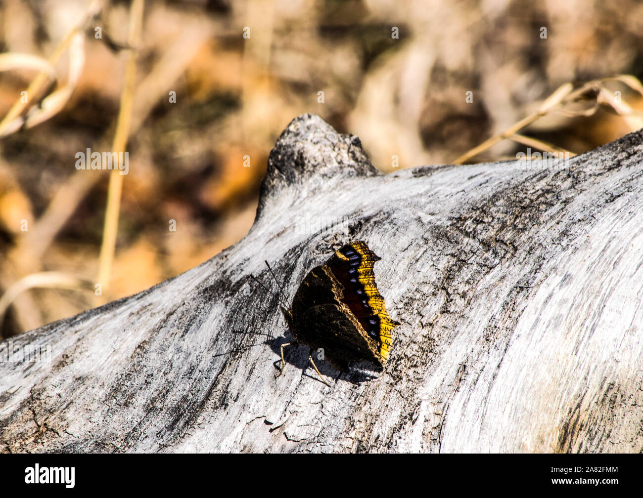 Butterfly resting in the sun hi-res stock photography and images - Alamy