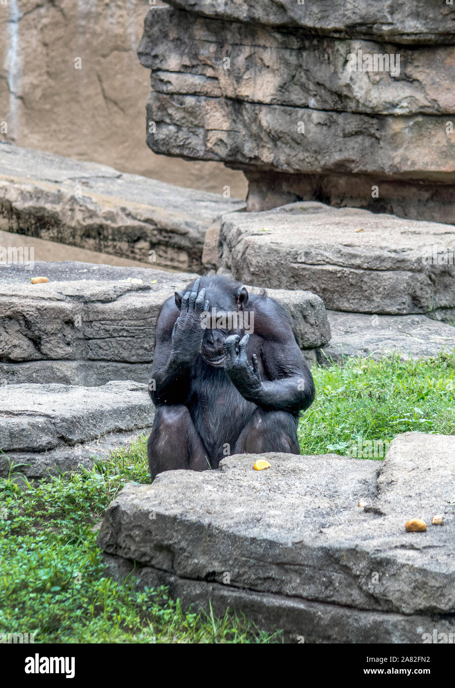 Oops expression hi-res stock photography and images - Alamy