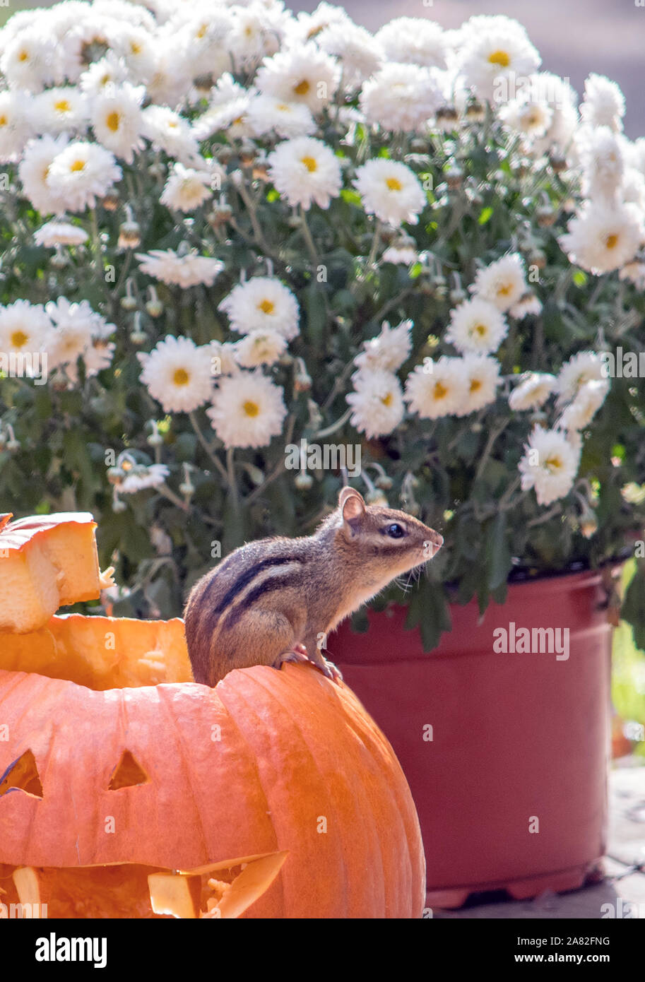 a small chipmunk sits on a pumpkin edge, with a back ground of pretty ...