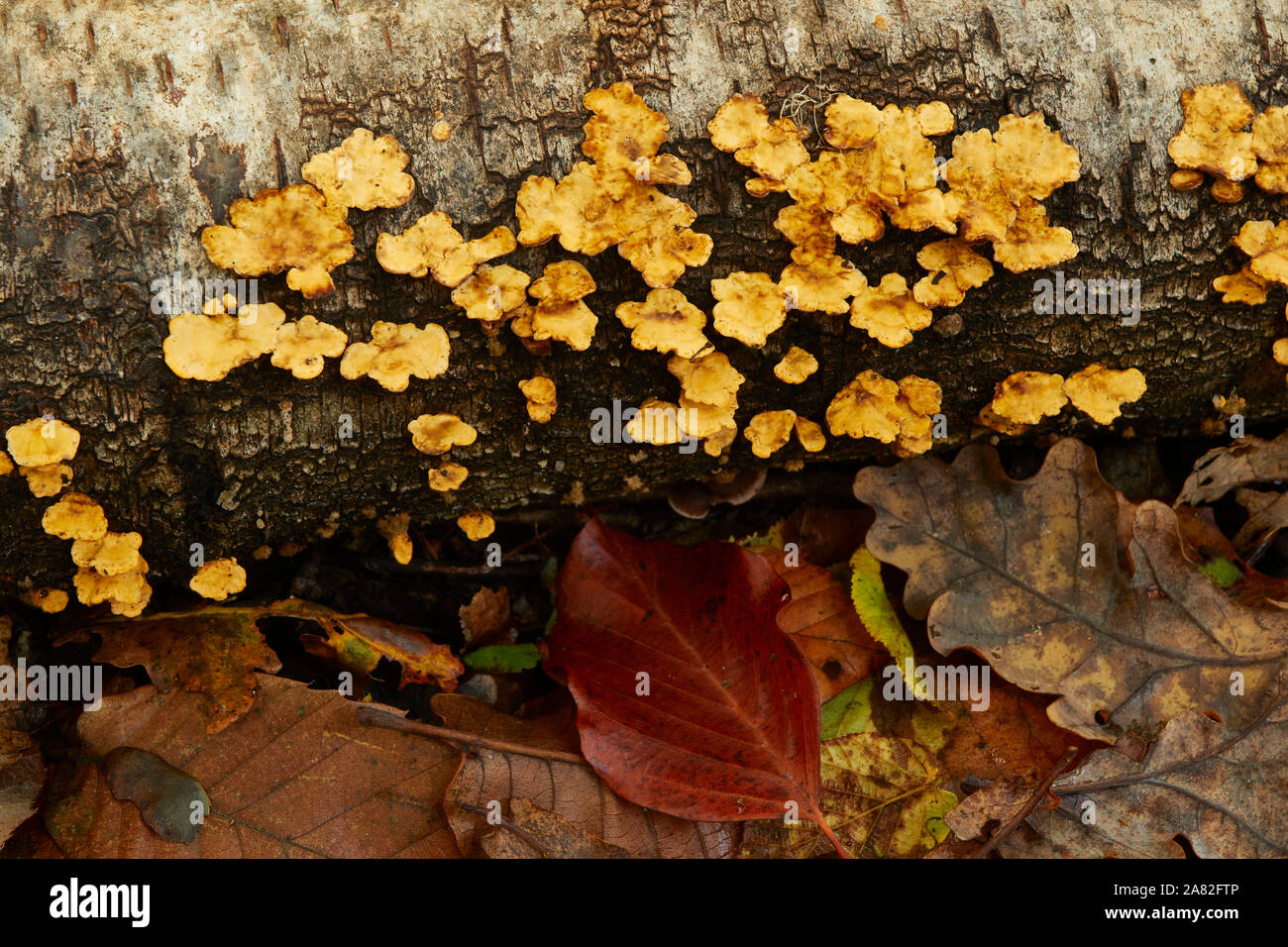British woodland fungi amongst decaying vegetation, nature landscape ...