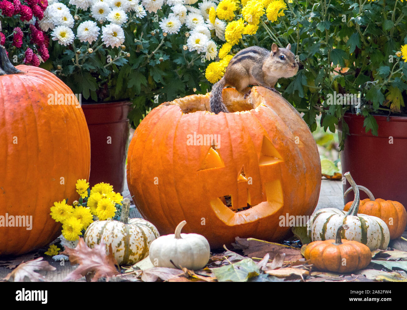 Fat chipmunk hi-res stock photography and images - Alamy