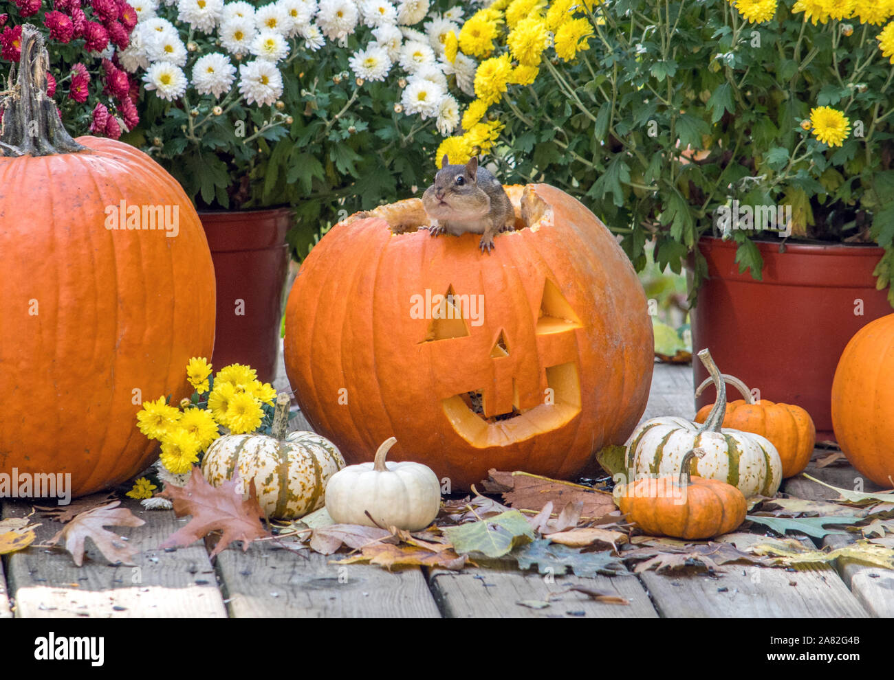 Animals Around House High Resolution Stock Photography and Images - Alamy