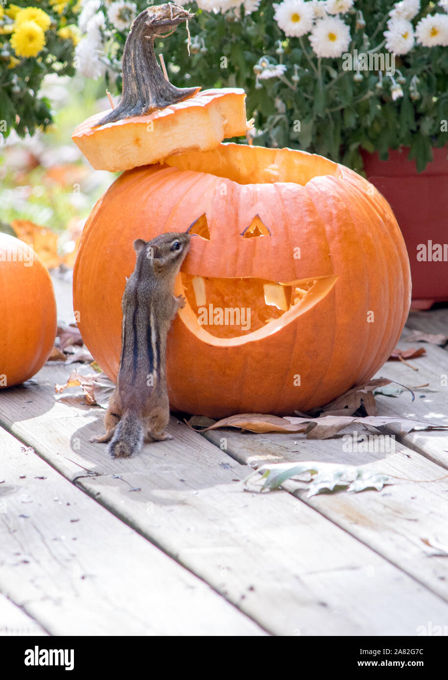 Pumpkin with chipmunk hi-res stock photography and images - Alamy