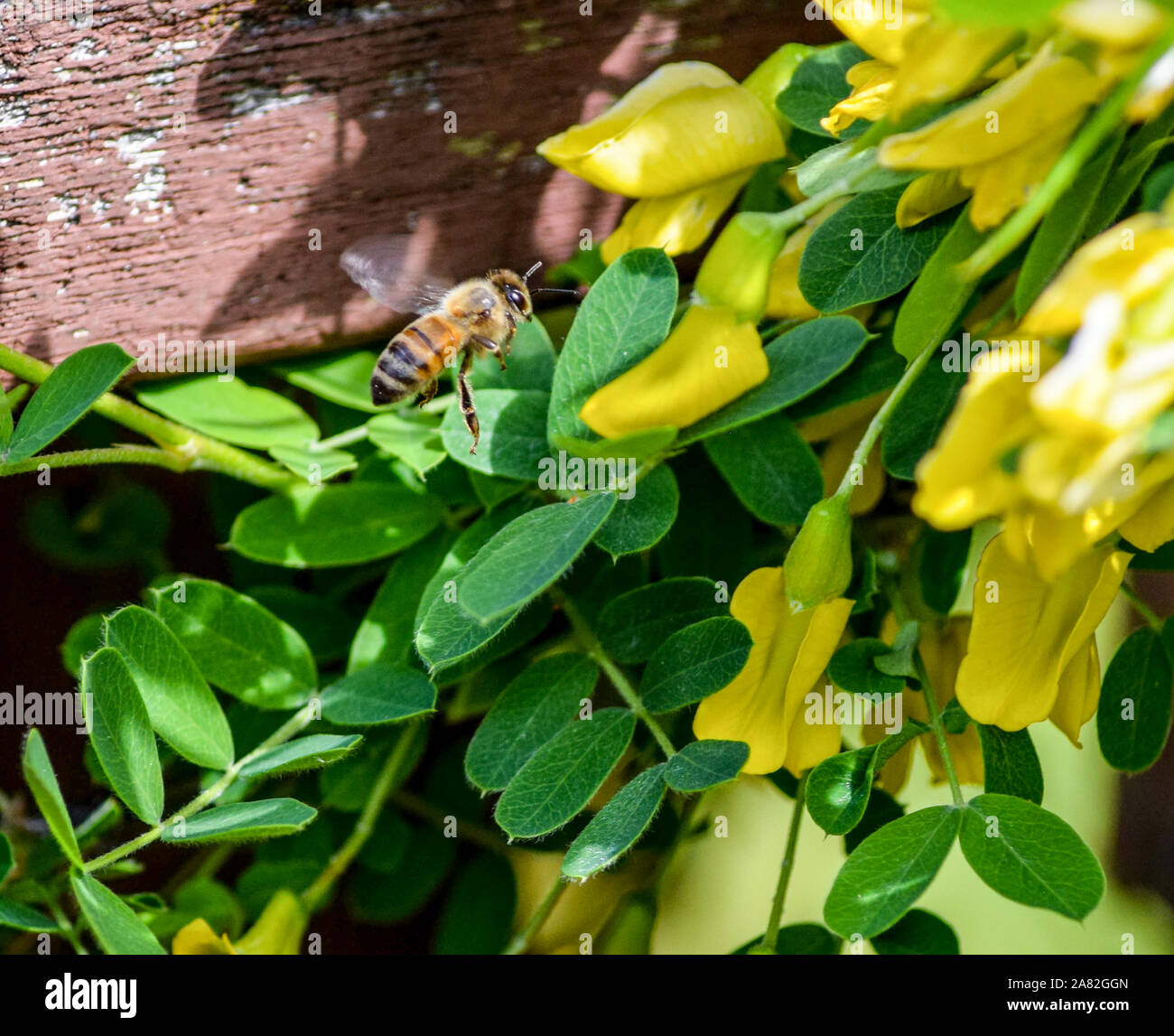 Busy harvesting hi-res stock photography and images - Alamy