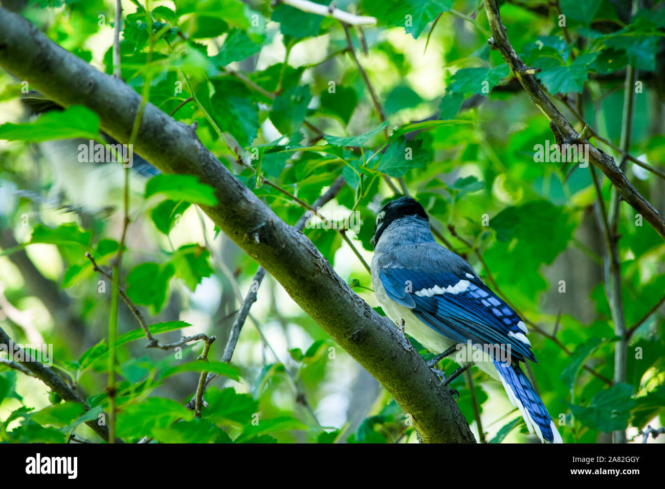 Wildlife birds jay jays hi-res stock photography and images - Alamy