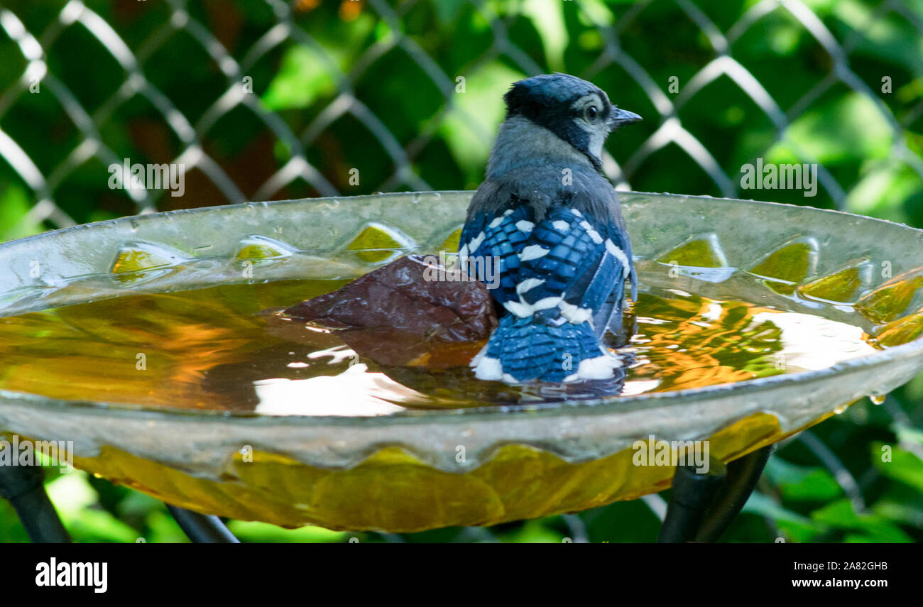 Blue brid hi-res stock photography and images - Alamy