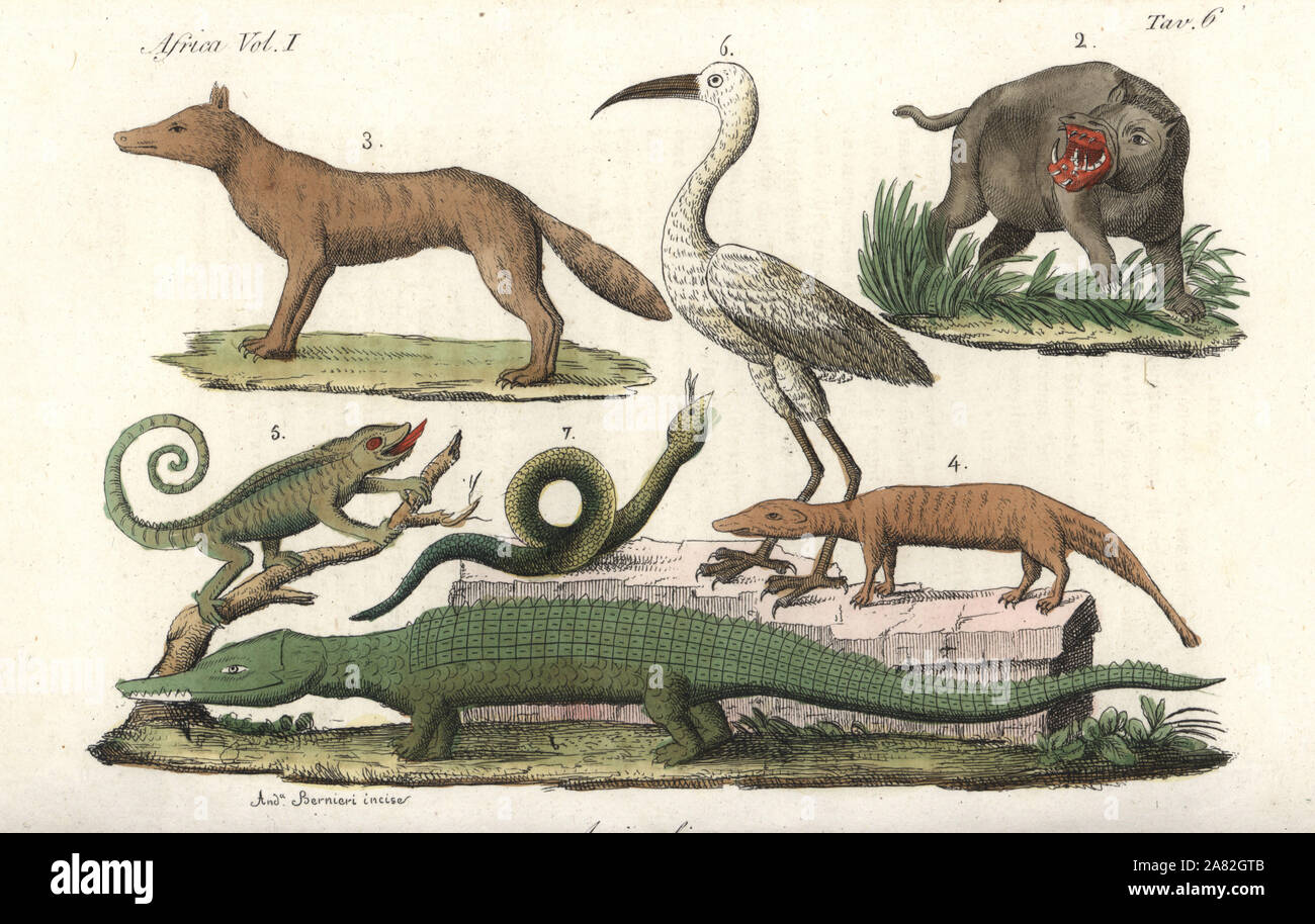 African animals including hippopotamus, chameleon, crocodile, snake ...