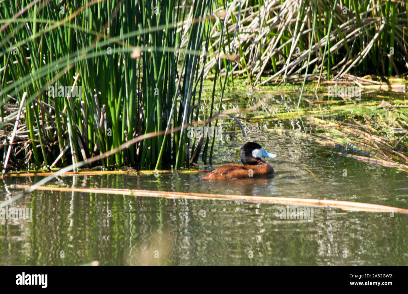 Crazy duck hi-res stock photography and images - Alamy