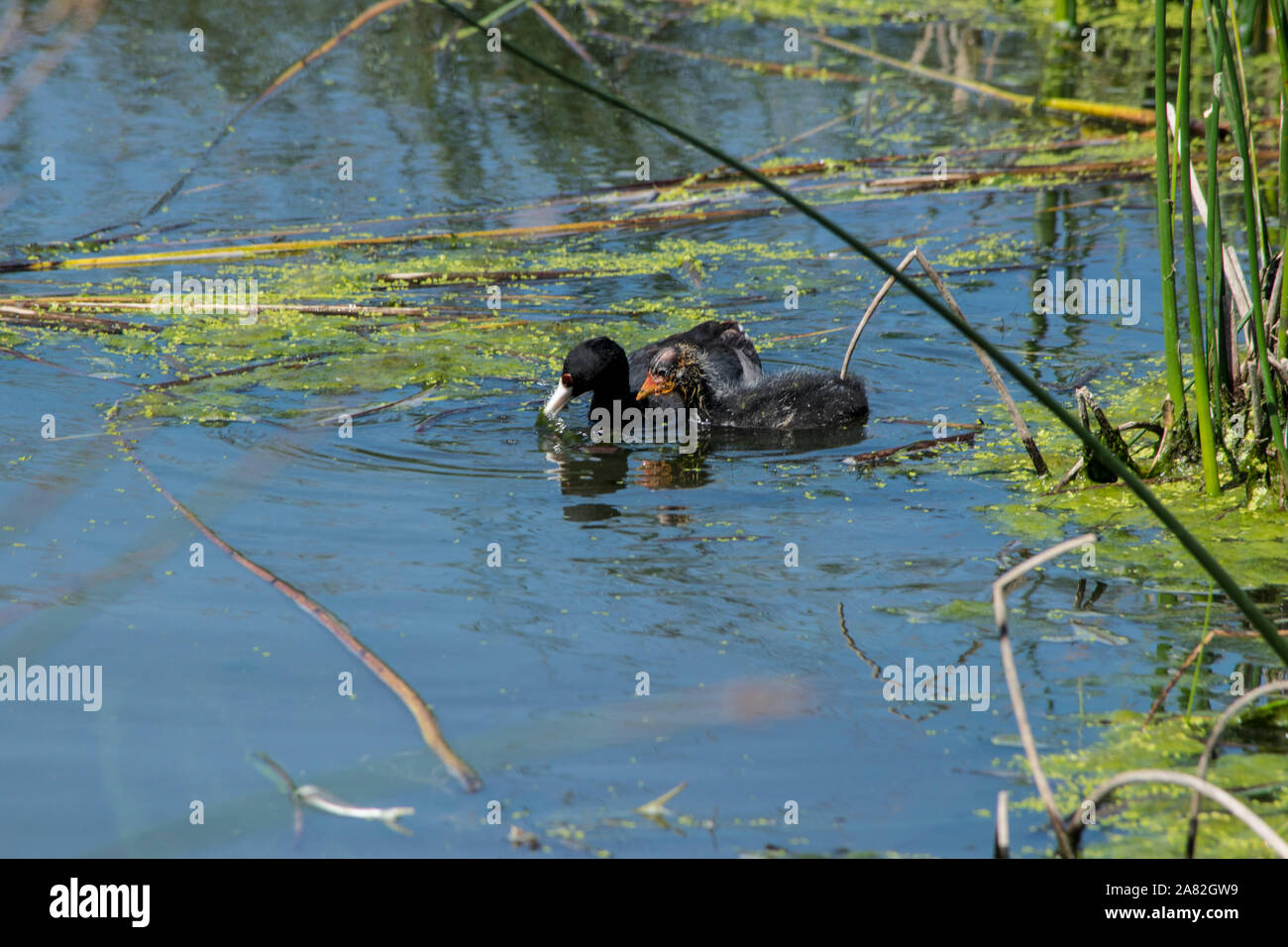 American coots hi-res stock photography and images - Alamy