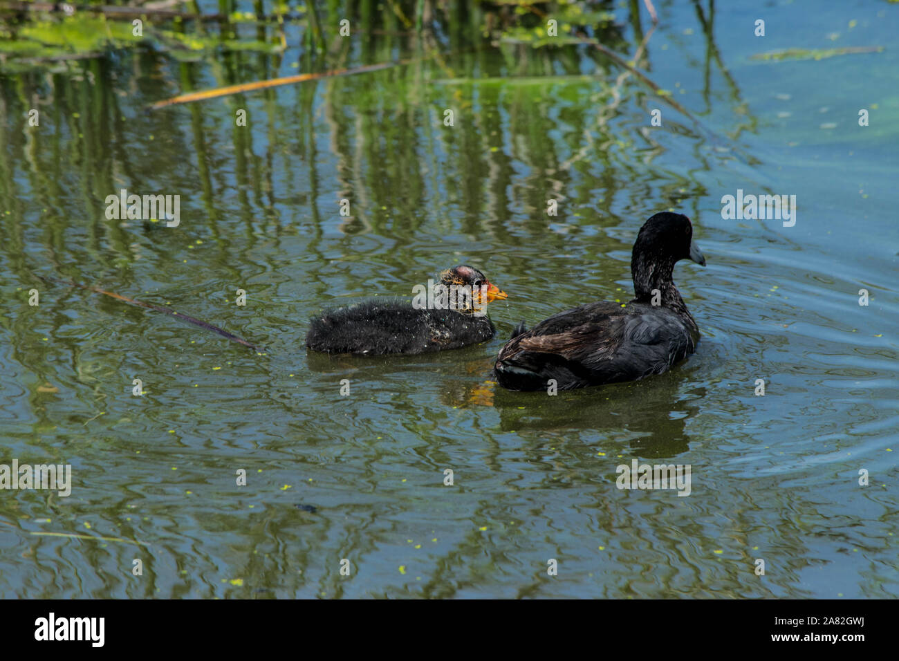 Coot trail hi-res stock photography and images - Alamy