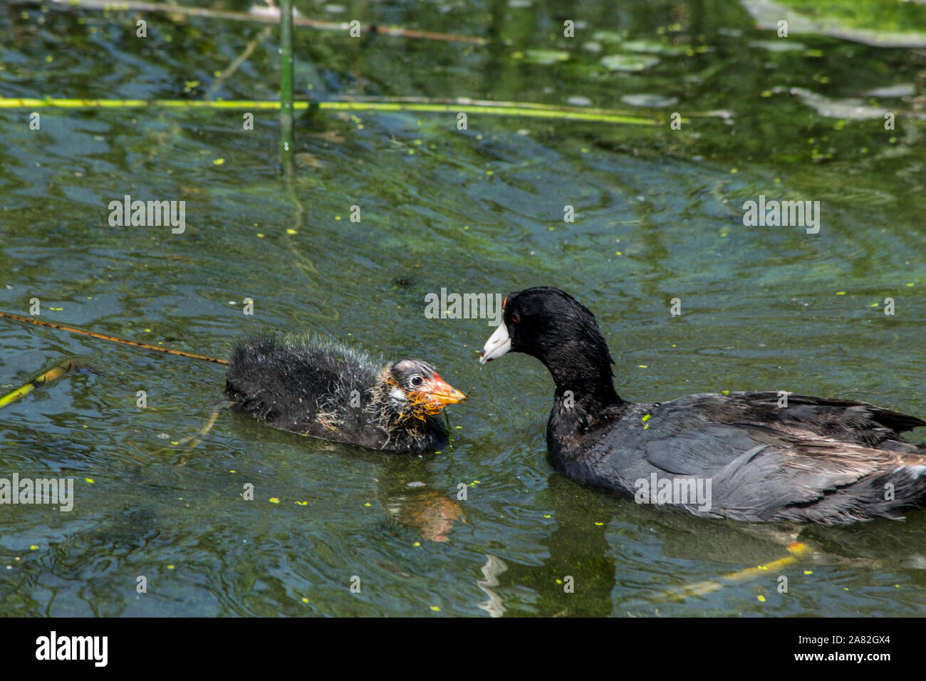 American coots hi-res stock photography and images - Alamy