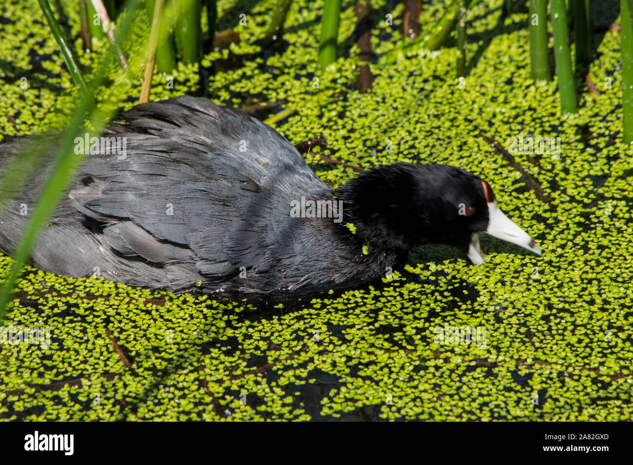 American coots hi-res stock photography and images - Alamy