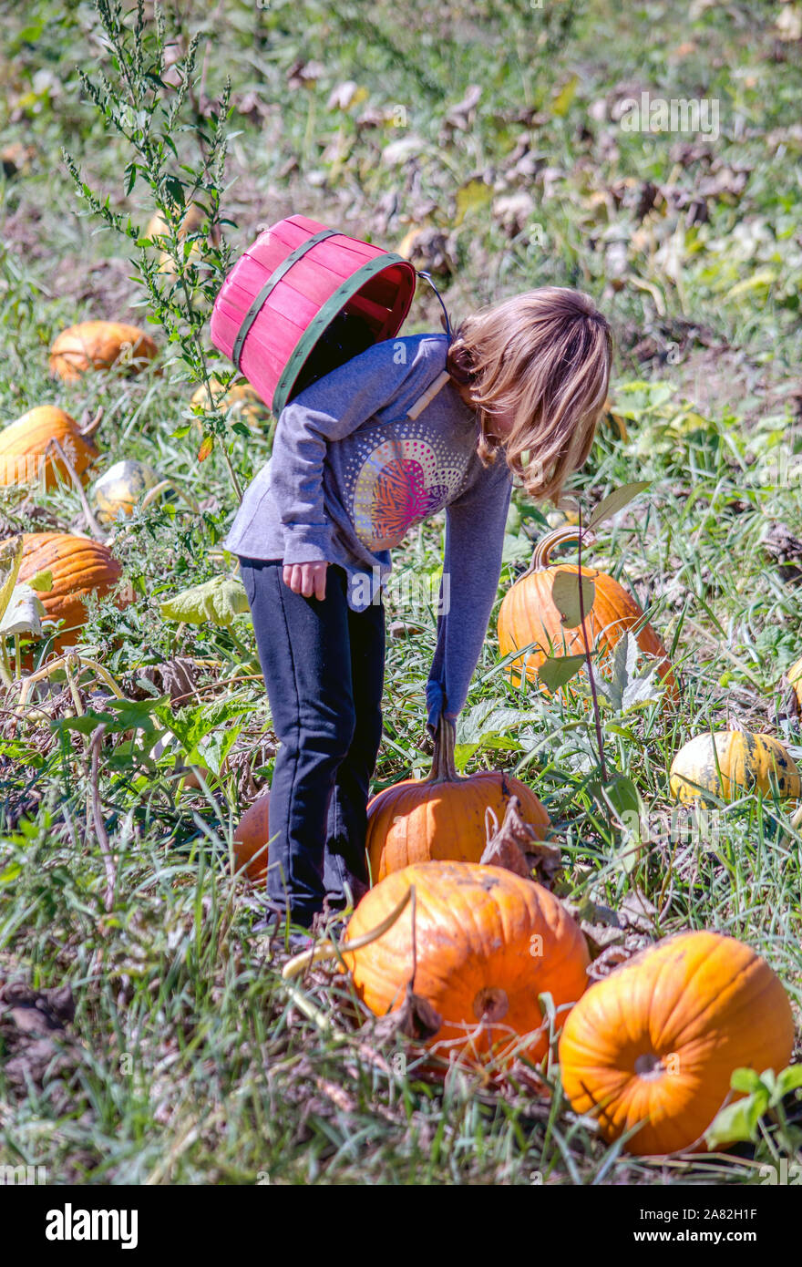 child looking for the perfect Halloween pumpkin Stock Photo - Alamy
