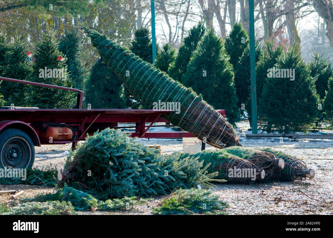 wrapping trees at a tree farm Stock Photo - Alamy