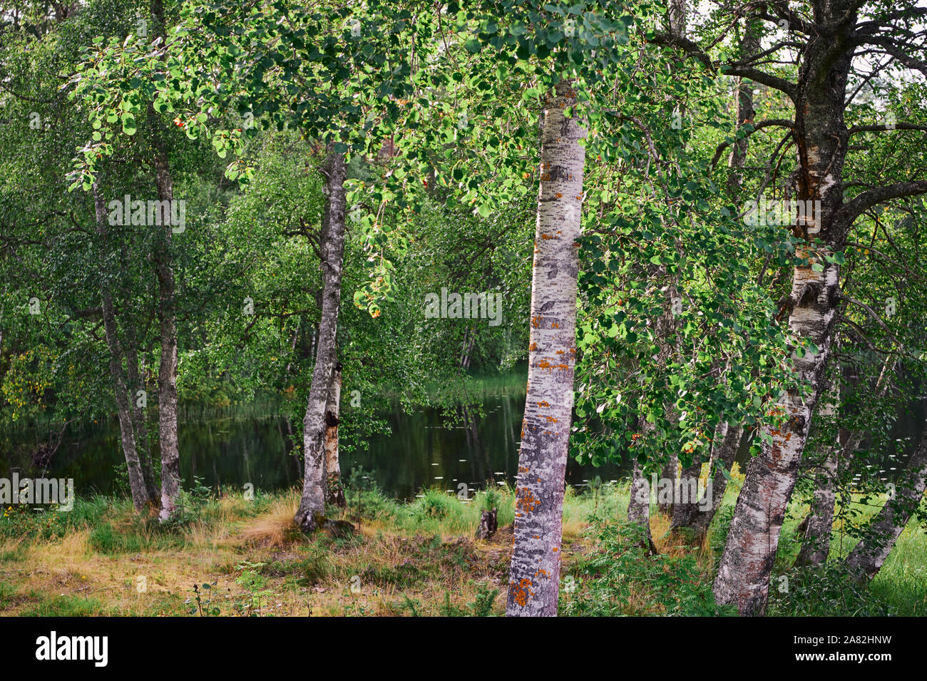 Beautiful green boreal forest and lake in Finland, photographed in ...