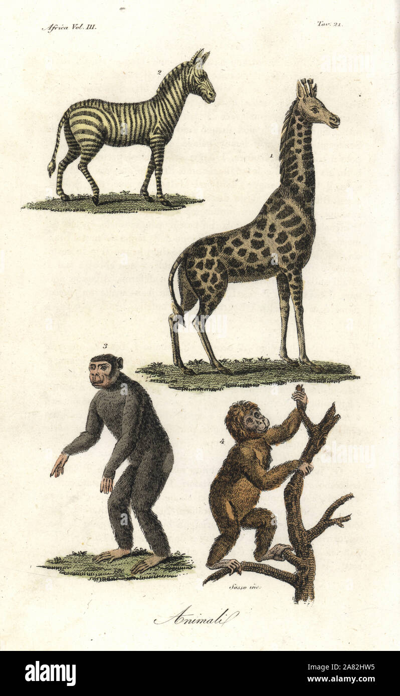 African animals: zebra, Equus quagga, giraffe, Giraffa camelopardalis ...