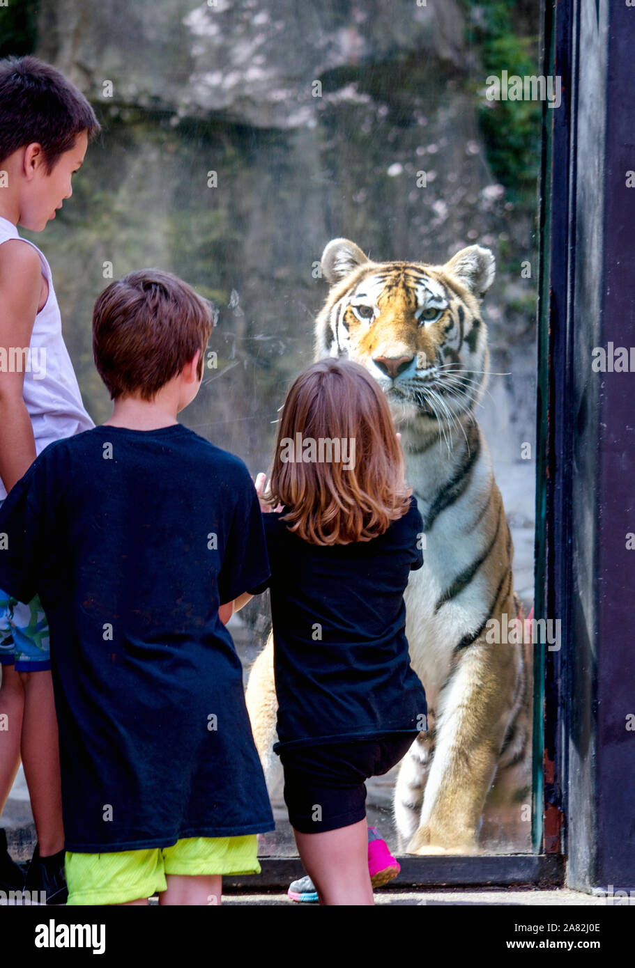 children and tiger at a zoo Stock Photo - Alamy