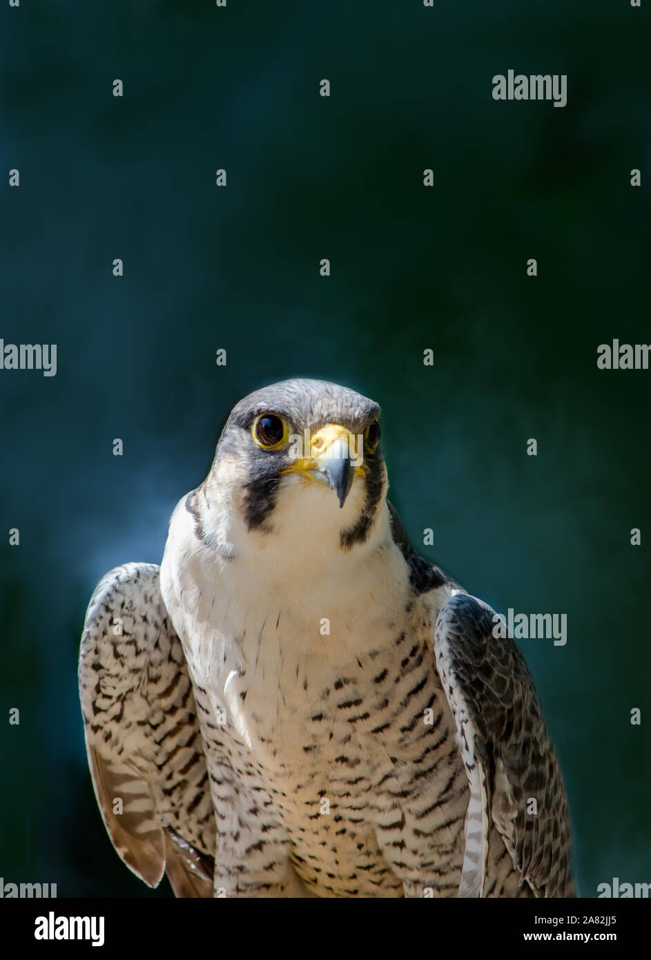 American peregrine falcon hi-res stock photography and images - Alamy