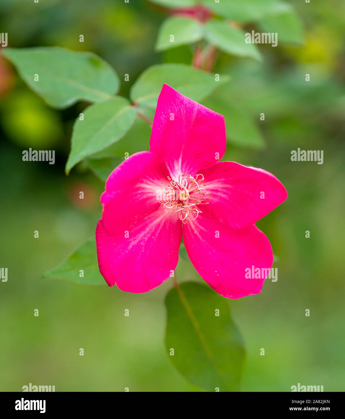 Deep pink rose hi-res stock photography and images - Alamy