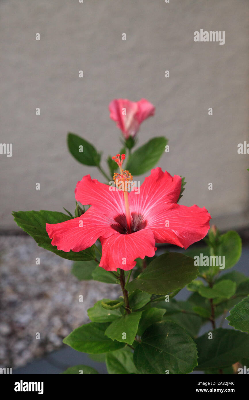 Pink red hibiscus flower blooms in the early morning in Naples, Florida ...