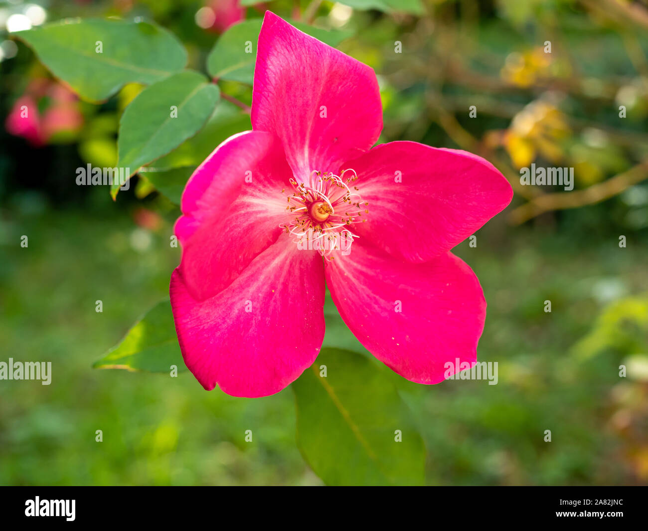 Deep Pink Rose High Resolution Stock Photography and Images - Alamy