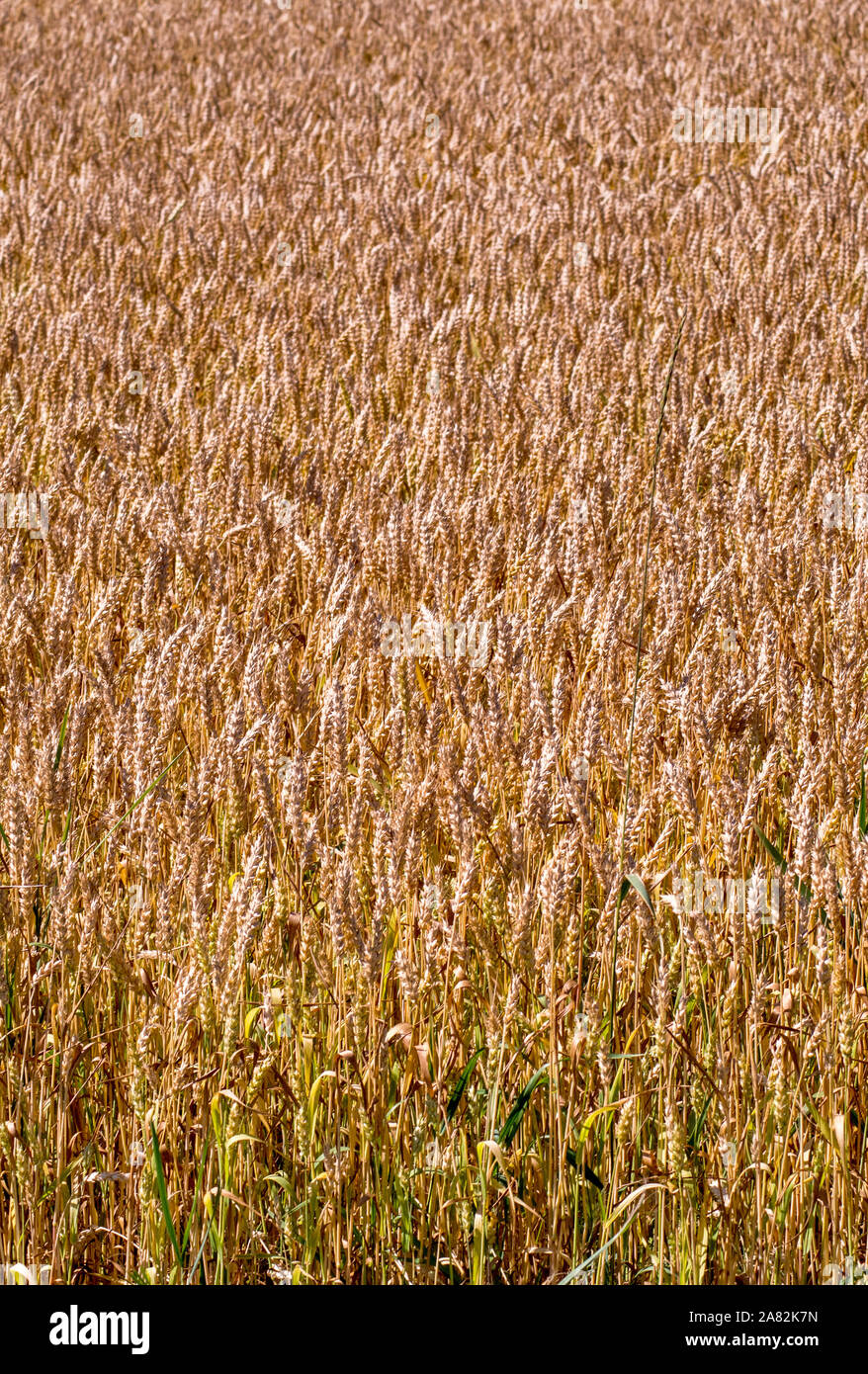 Michigan USA wheat field with golden staffs of wheat blowing in the ...
