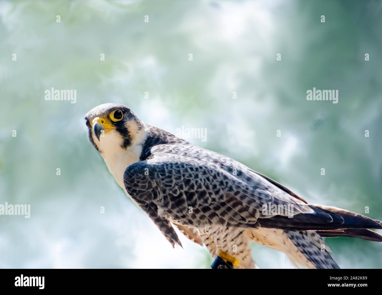 American peregrine falcon hi-res stock photography and images - Alamy